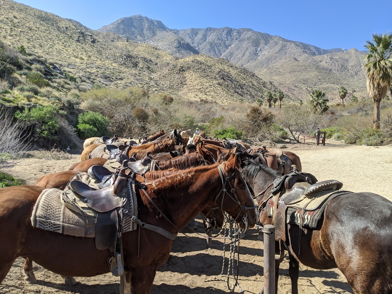 Smoke Tree Stables | Korakia Pensione